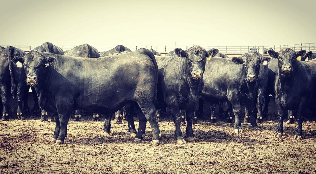 Breeder’s Connection 2024 | Walter Angus | TheFencePost.com