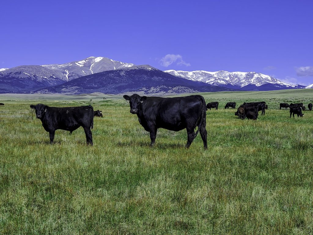 Breeder’s Connection 2024 | Walter Angus | TheFencePost.com