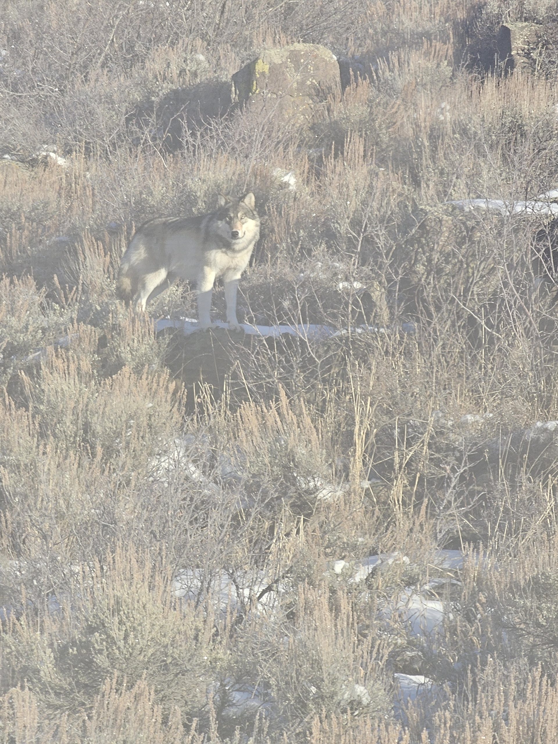 UPDATED: Collared wolf photographed in Grand County | TheFencePost.com
