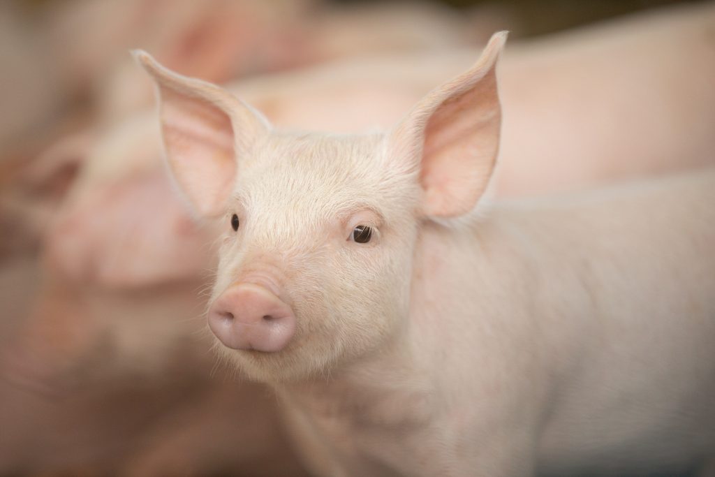 Study shows preventing common swine disease could reduce demand ...