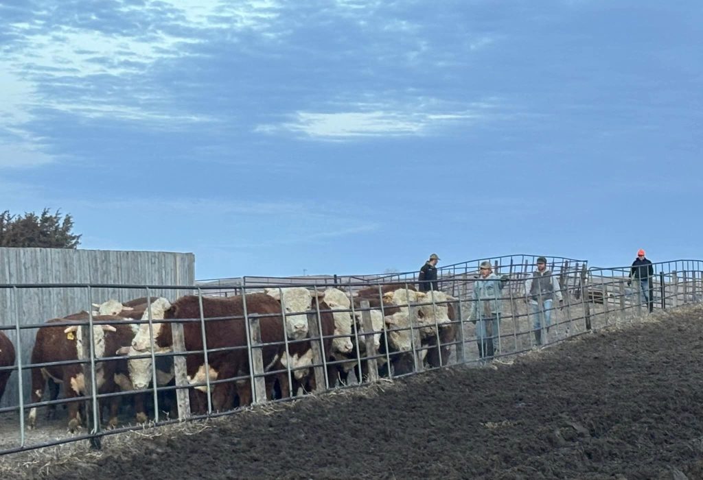 Ridder Hereford Ranch Annual Bull & Female Sale | TheFencePost.com