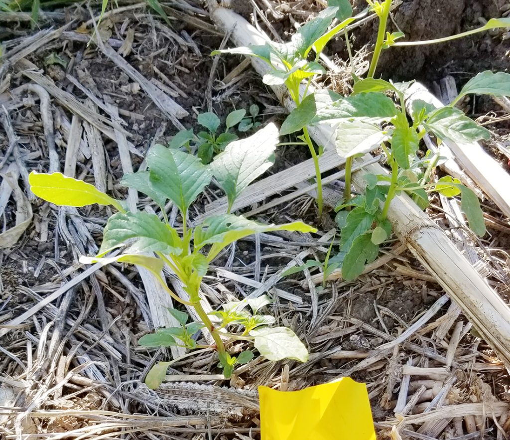 Dicamba: Removing a tool from the toolbox | TheFencePost.com