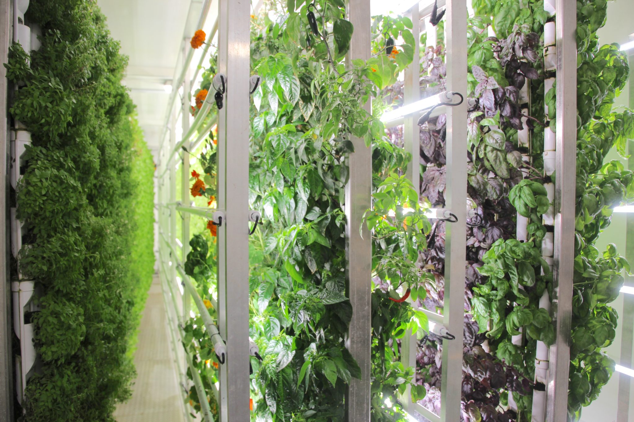 Shipping containers newest farming option in controlled climate ...