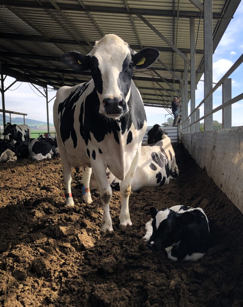Israeli project examines benefits of keeping calves longer with mothers ...