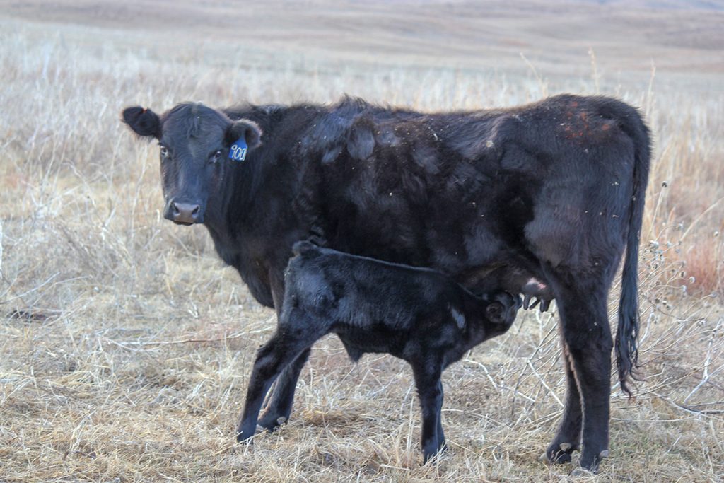 Chasing the elusive second calf | TheFencePost.com