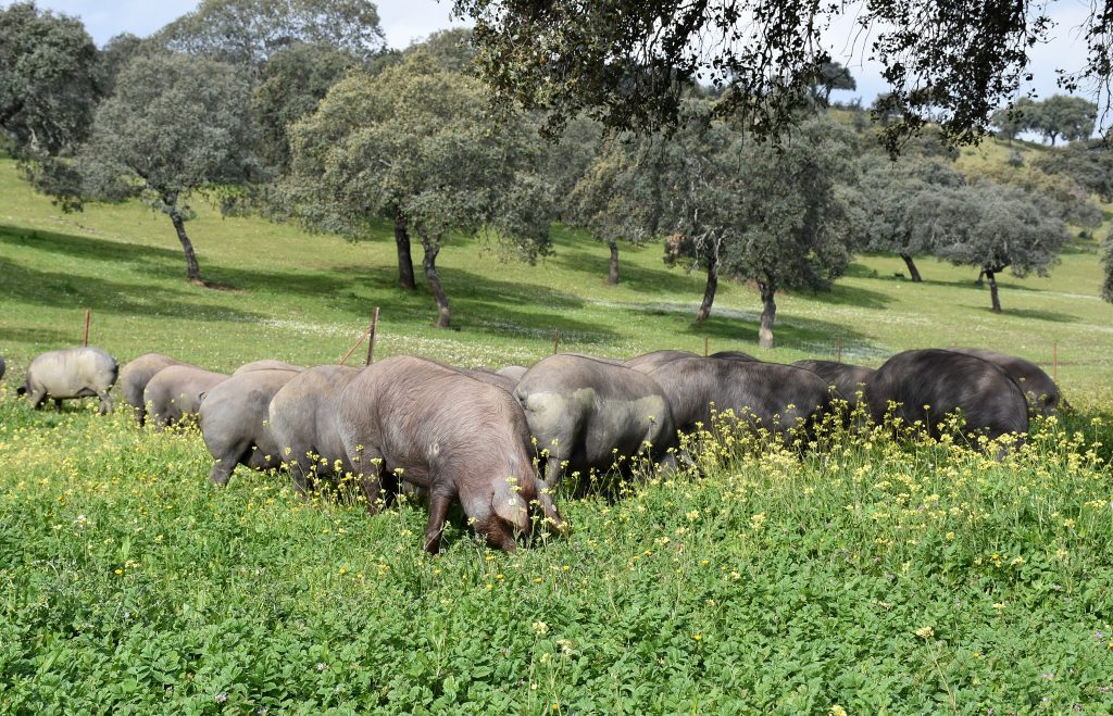 Rearing free range Iberian pigs on acorns for that distinctive flavor ...