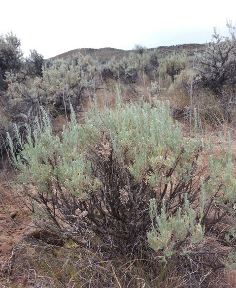 Sagebrush management: To treat or not to treat? | TheFencePost.com