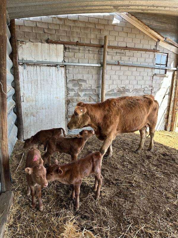 “There’s another one:” Quadruplet calves beat the odds | TheFencePost.com