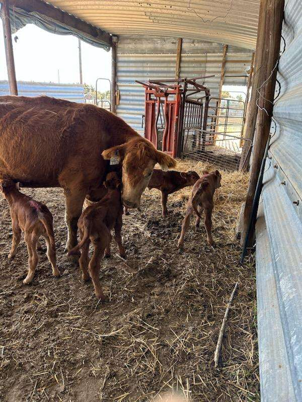 “There’s another one:” Quadruplet calves beat the odds | TheFencePost.com