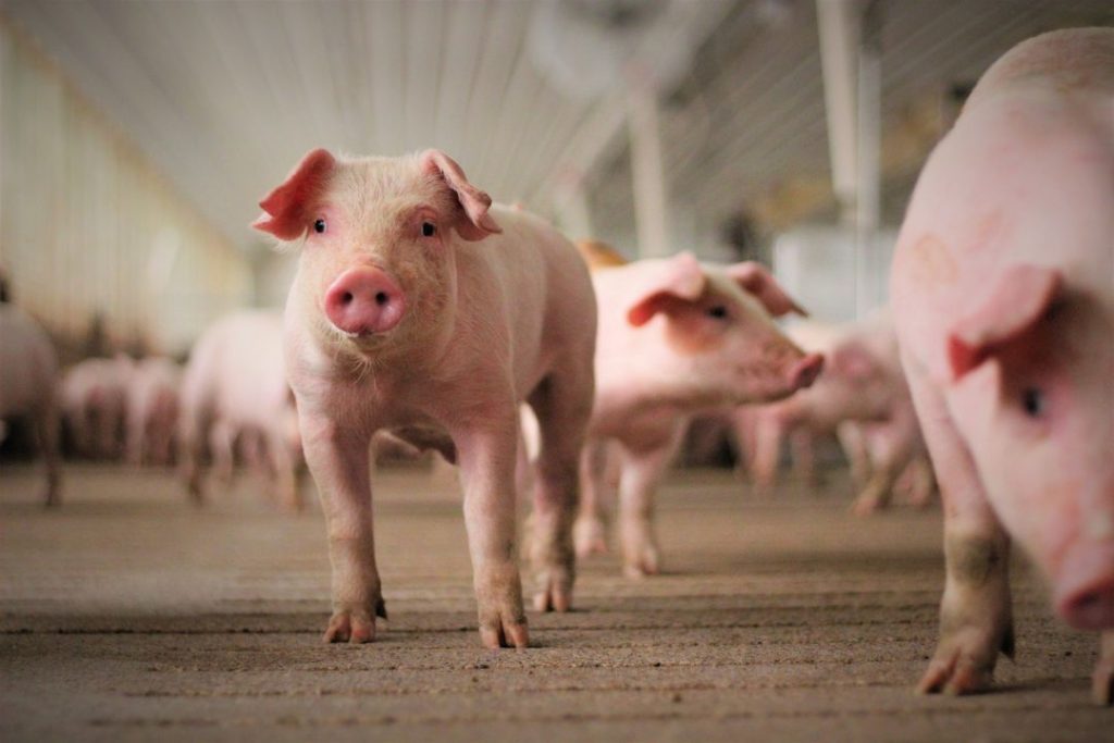 California pork consumers hit in the pocketbook | TheFencePost.com