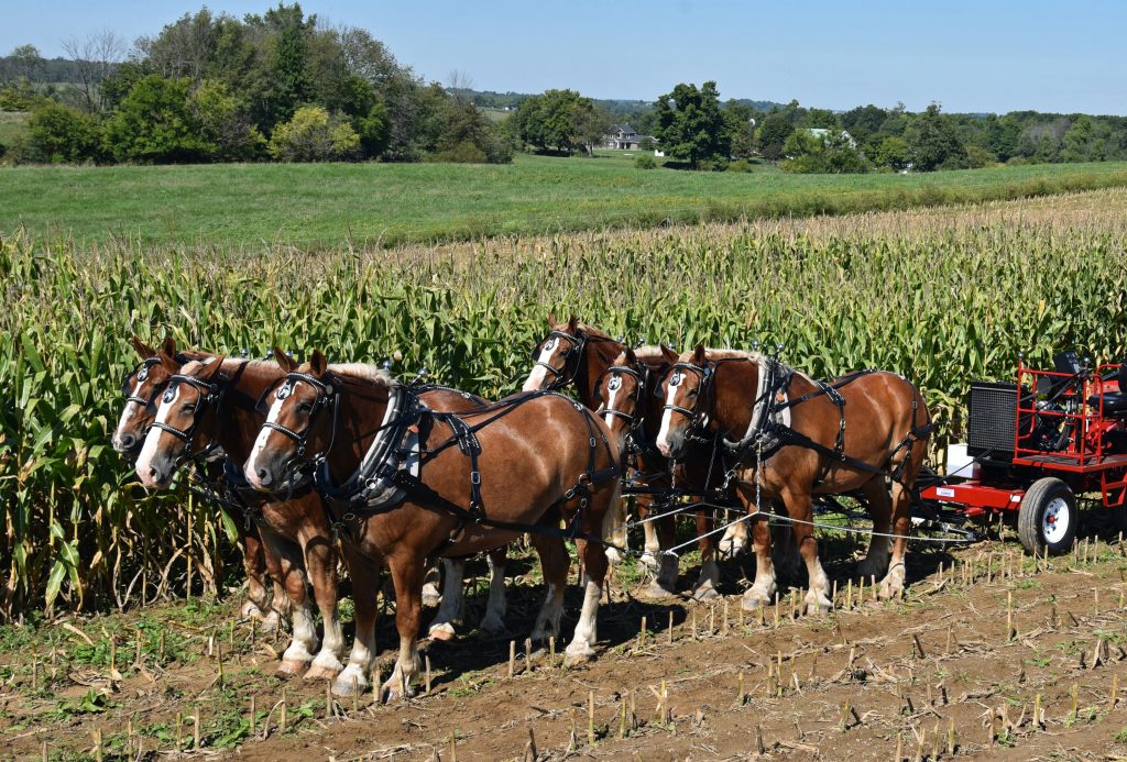 Flourishing business: N&A Harness success story | TheFencePost.com