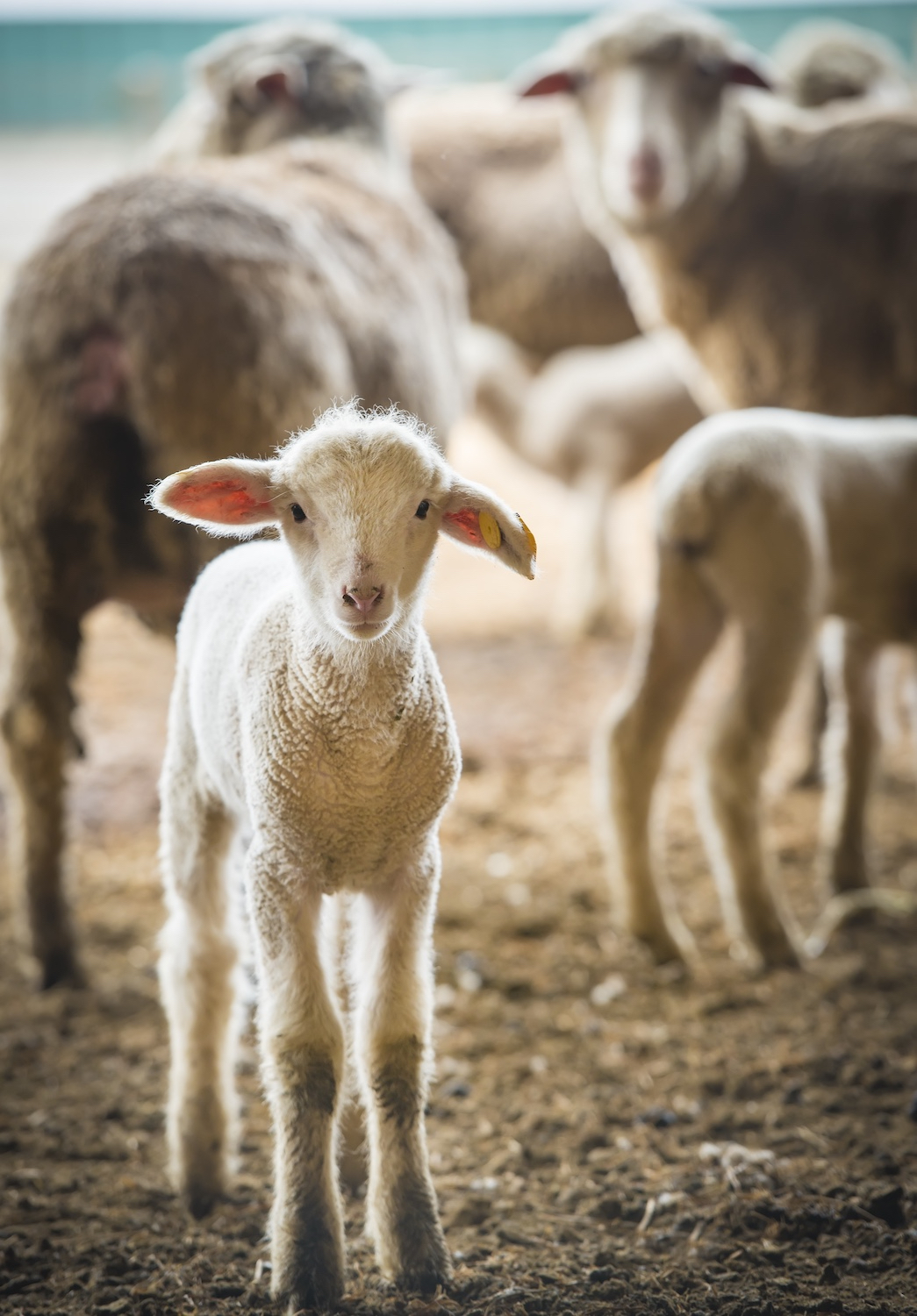 UW Extension Sheep Task Force to offer webinar on innovation in the ...
