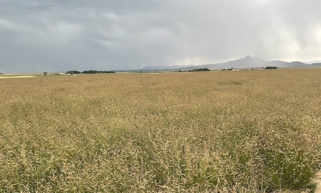 UW Extension offers new grass thrip management guide | TheFencePost.com