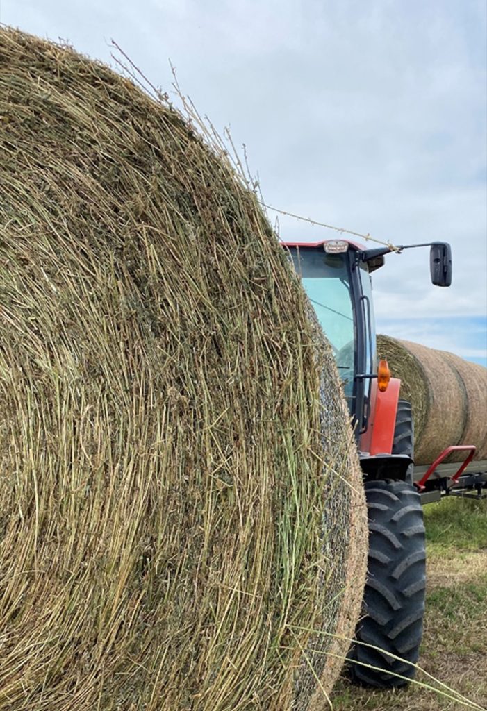 UW Extension publishes recommendations on alfalfa weevil management ...