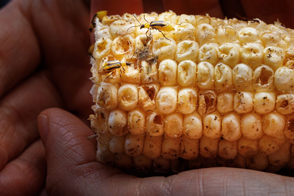 Velez is a leader in genetic technology to contain corn rootworm threat ...