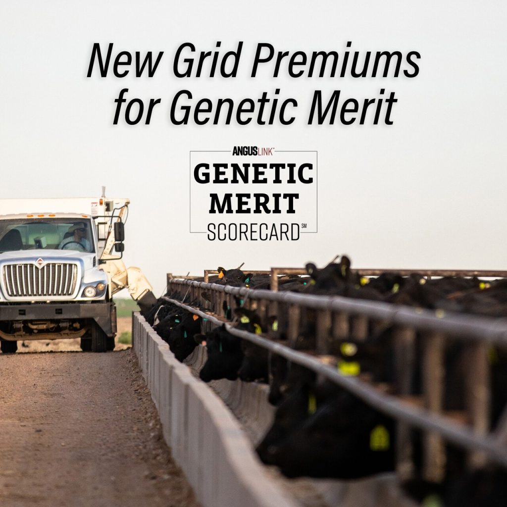 Producers to be paid grid premiums for AngusLinkSM Beef Scores ...