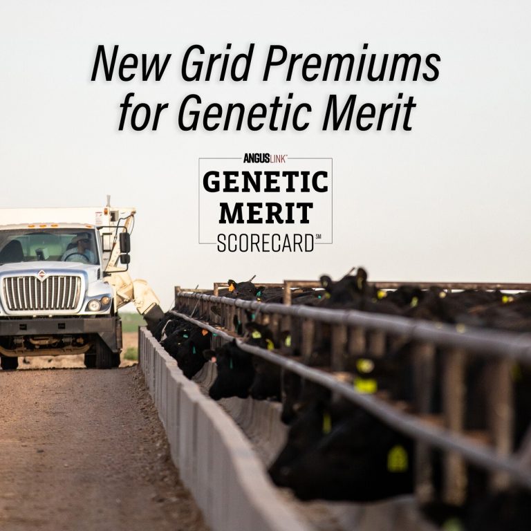 Producers to be paid grid premiums for AngusLinkSM Beef Scores ...