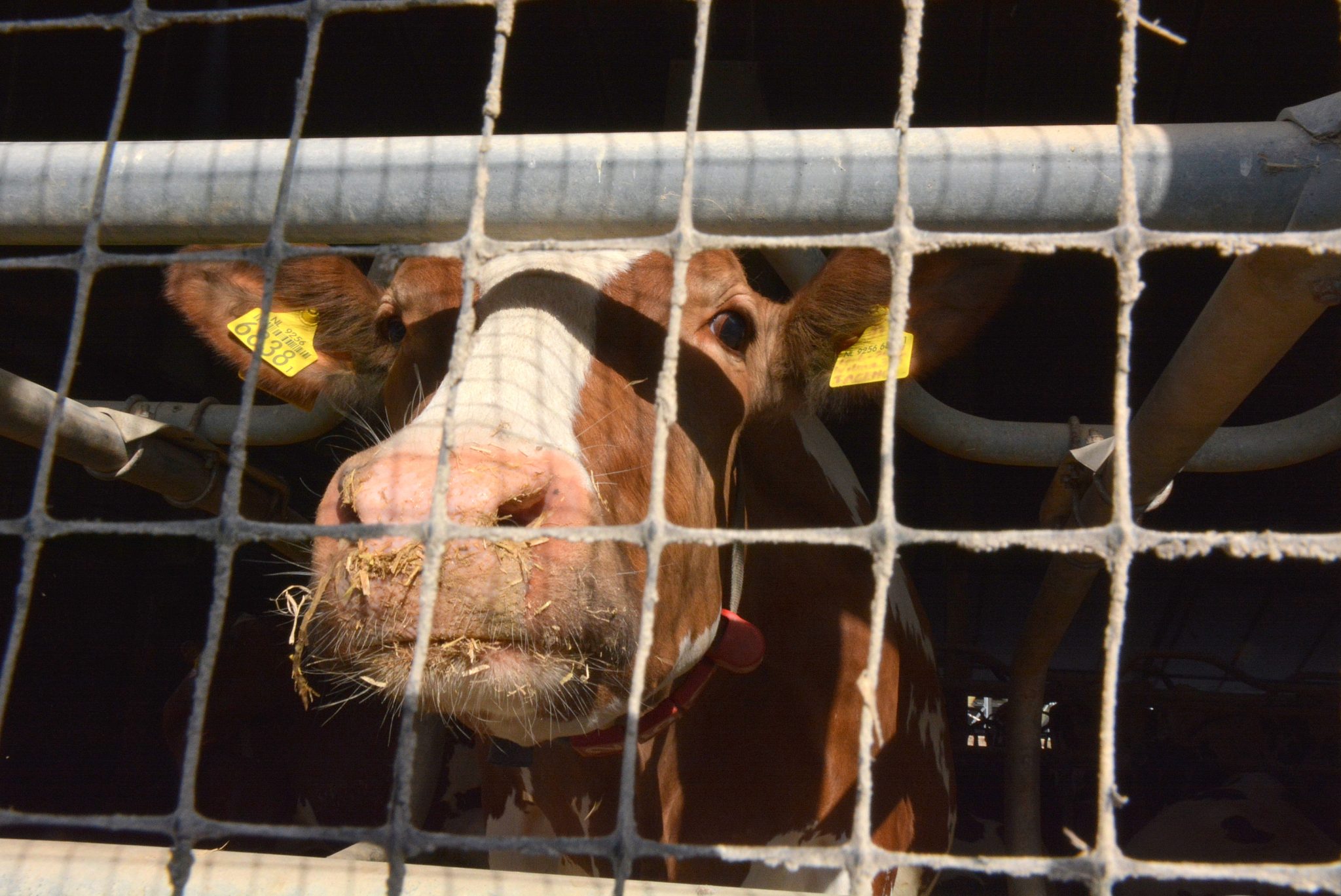 Great Britain becomes first European region to ban live animal exports ...