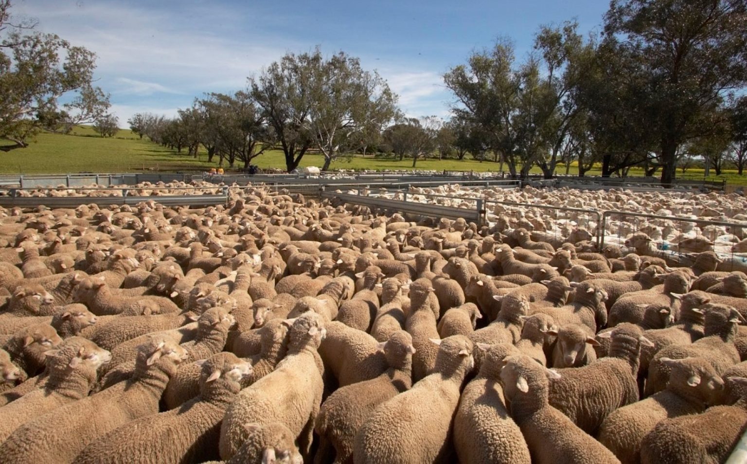Australian sheep farmers furious with government decision to ban live ...