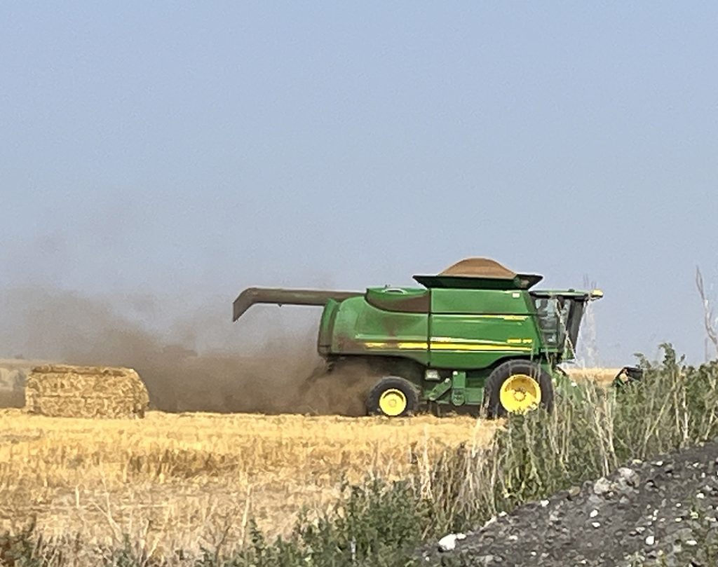 Common bunt infection in winter wheat | TheFencePost.com