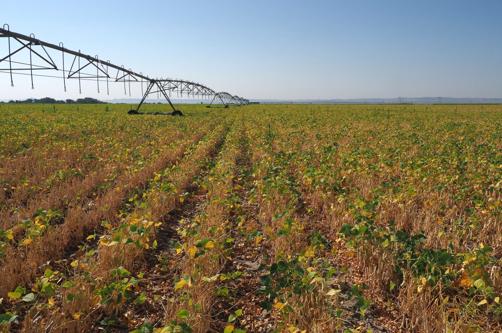 Irrigation deliveries to end in mid-September as harvest approaches ...