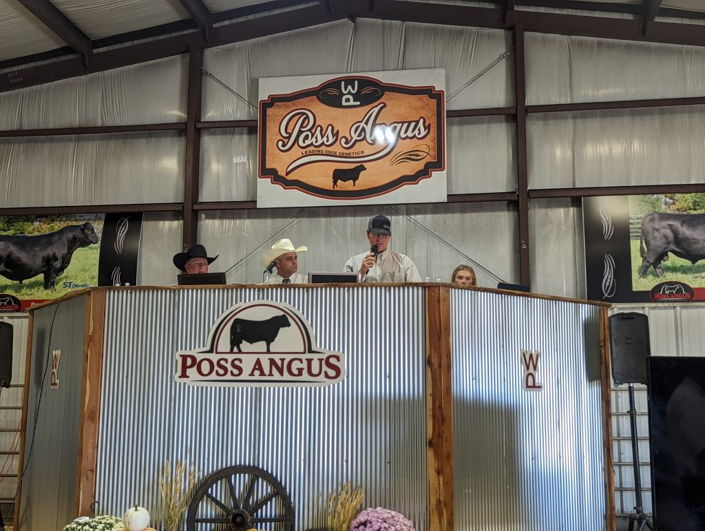 Poss Angus Fall Female Sale | TheFencePost.com