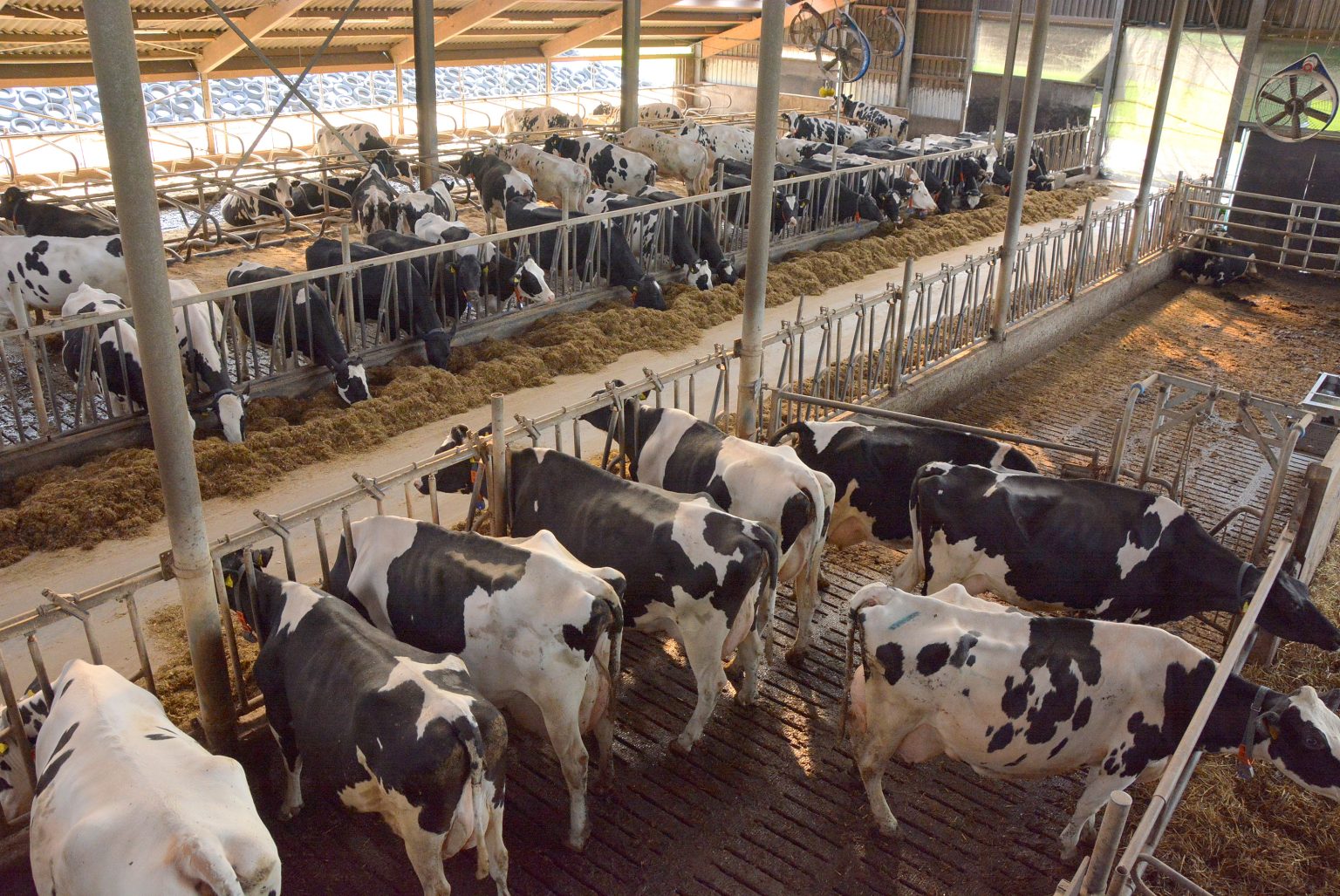 Bad news for dairy farmers as actual methane levels on farms much ...