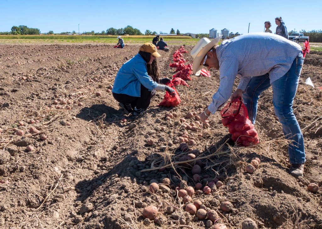 Annual potato harvest at UW R&E Center boosts food security in Wyoming ...