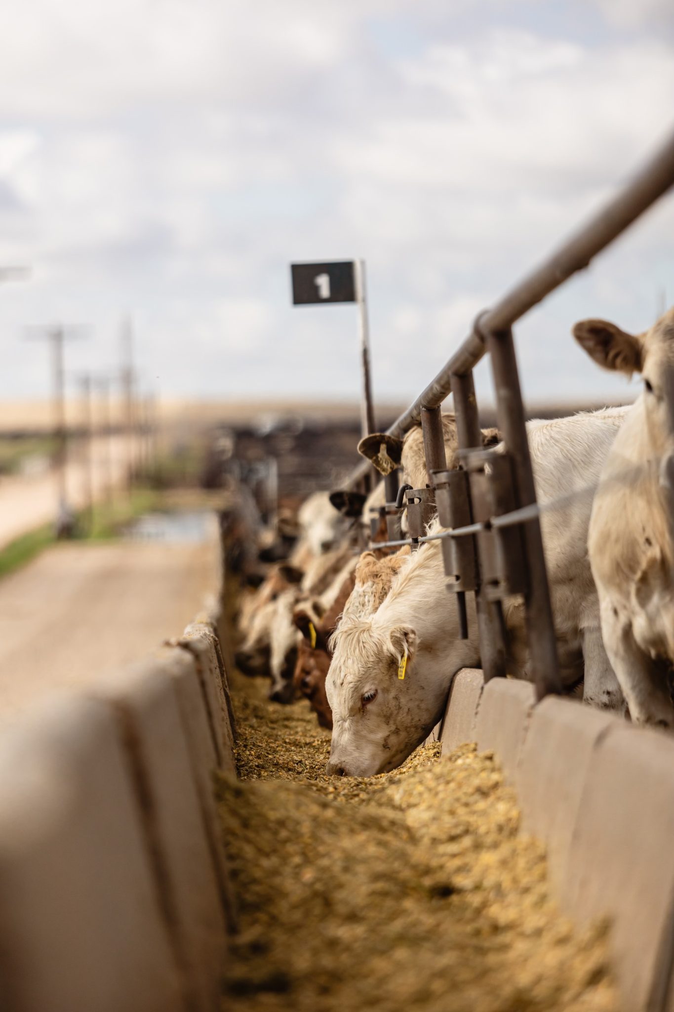 Matsushima story bound for students in expanded program | TheFencePost.com