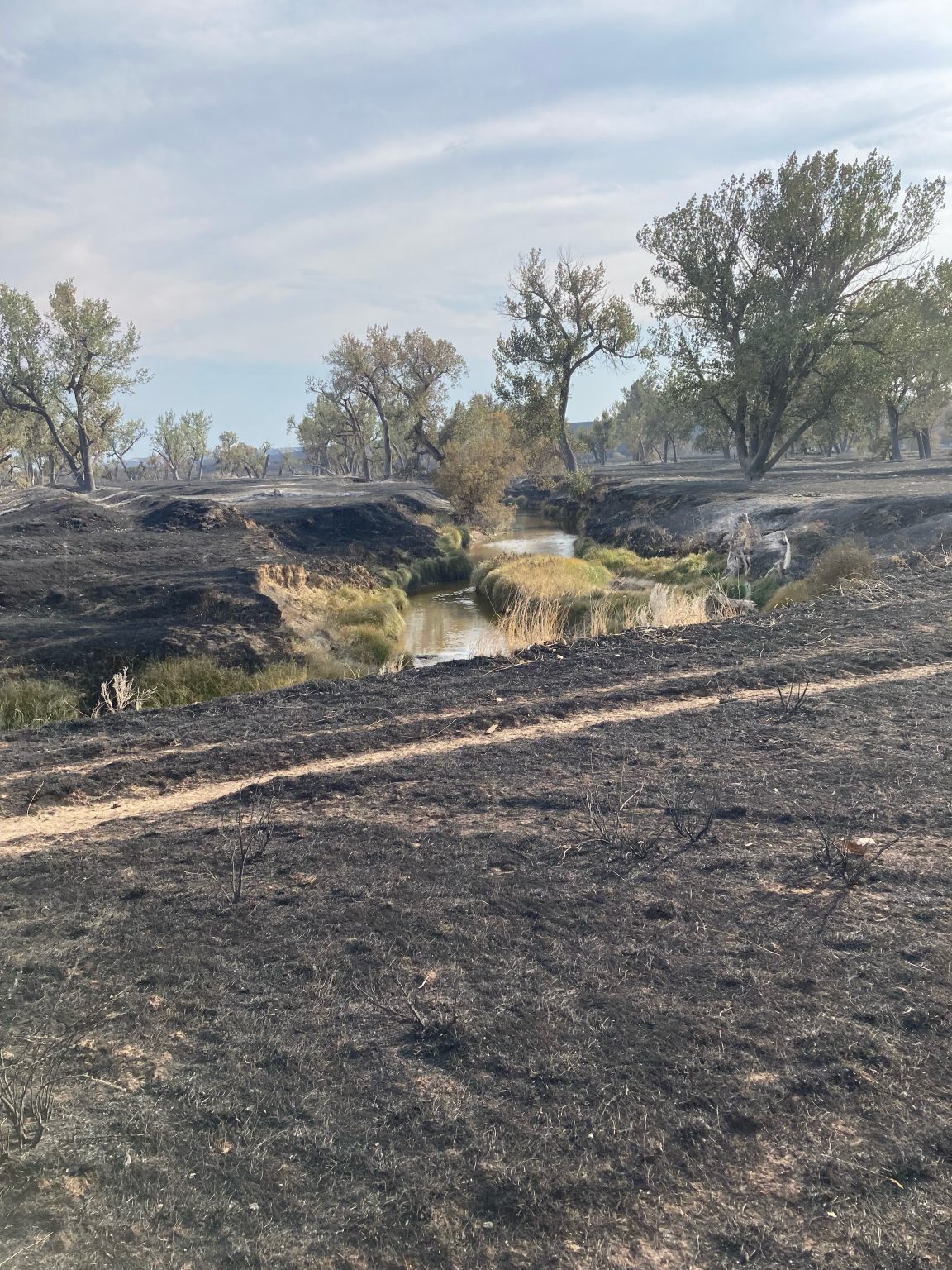 Mental health prioritized after wildfires, drought in Wyoming ...