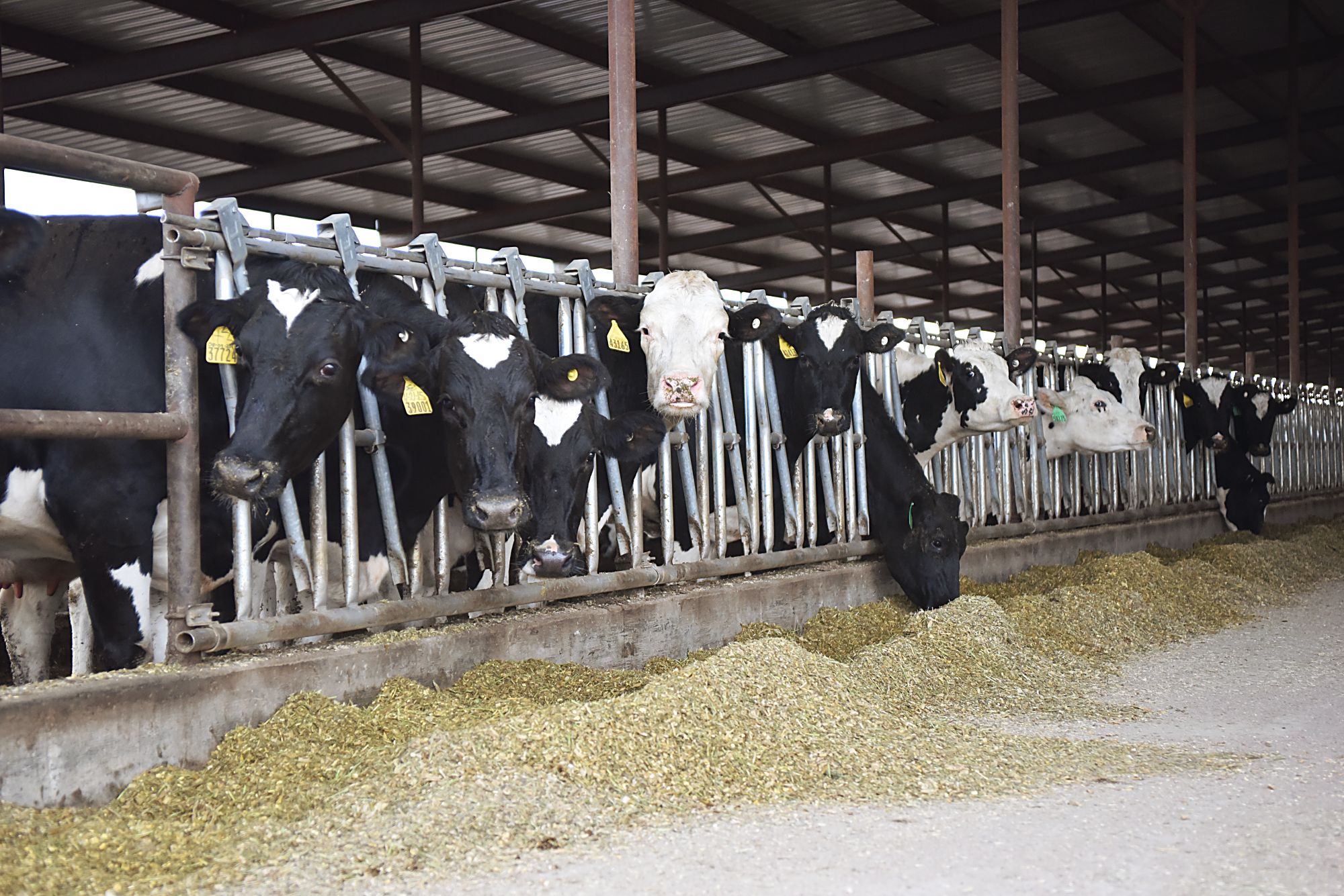 USDA requires national testing of raw milk | TheFencePost.com
