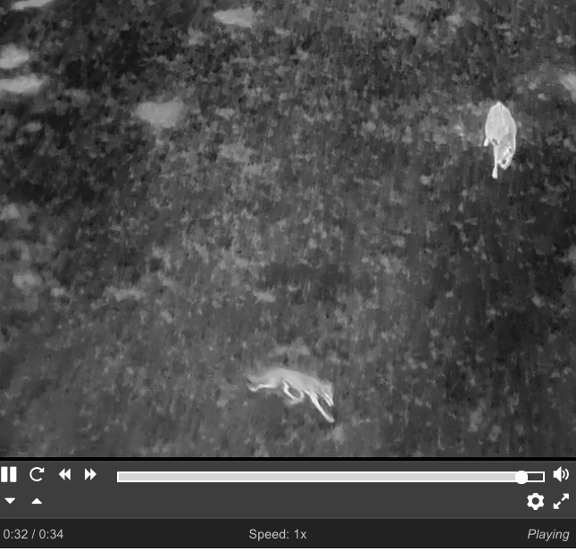 Hazing wolves from cattle with a drone | TheFencePost.com