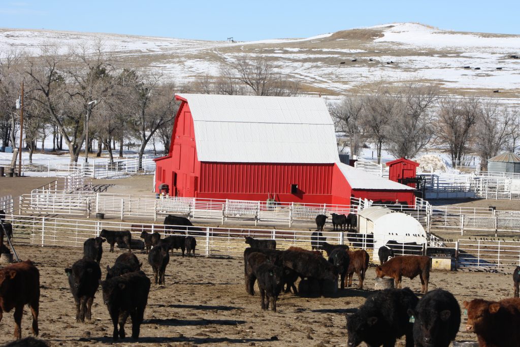 Breeder’s Connection 2025 | Running Creek Ranch | TheFencePost.com