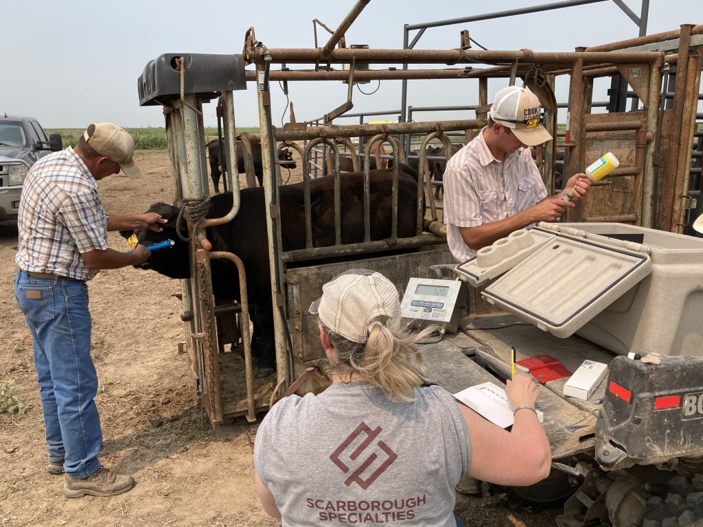 Breeder’s Connection 2025 | Bridle Bit Simmentals | TheFencePost.com