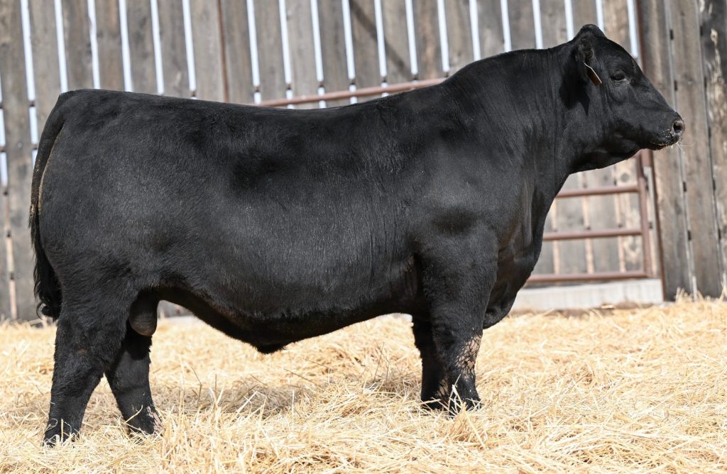 Breeder’s Connection 2025 | Bridle Bit Simmentals | TheFencePost.com