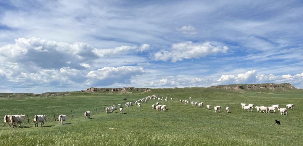 Breeder’s Connection 2025 | Wagner Charolais | TheFencePost.com