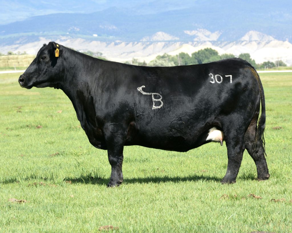 Breeder’s Connection 2025 | Beyond the Brand: Lazy JB Angus ...