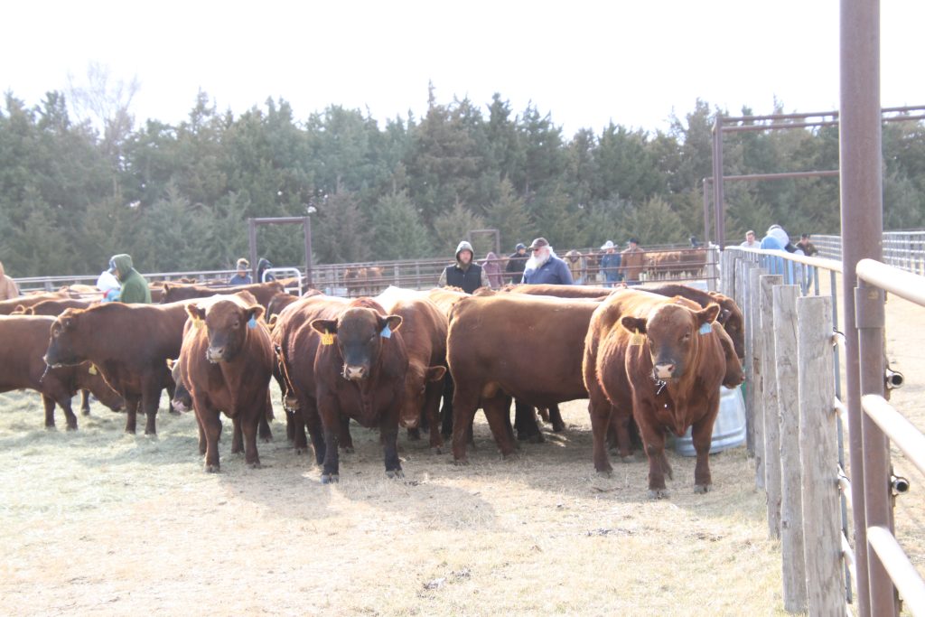 Cross Diamond Cattle Co. 19th Annual Production Sale | TheFencePost.com