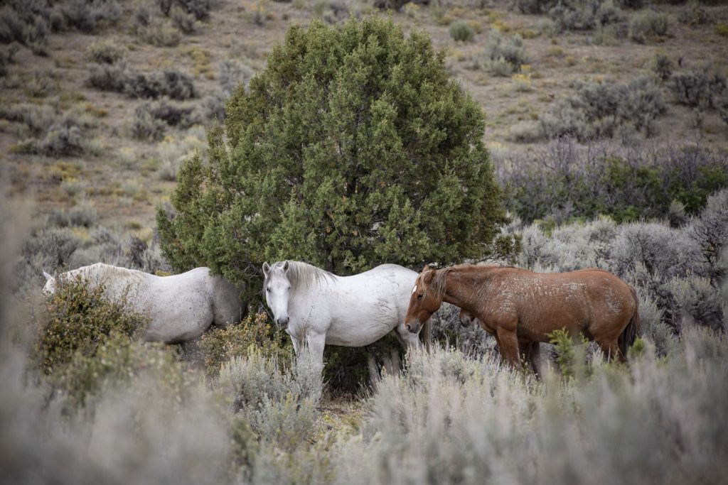 Training for wild horse fertility control darting on BLM lands to begin ...