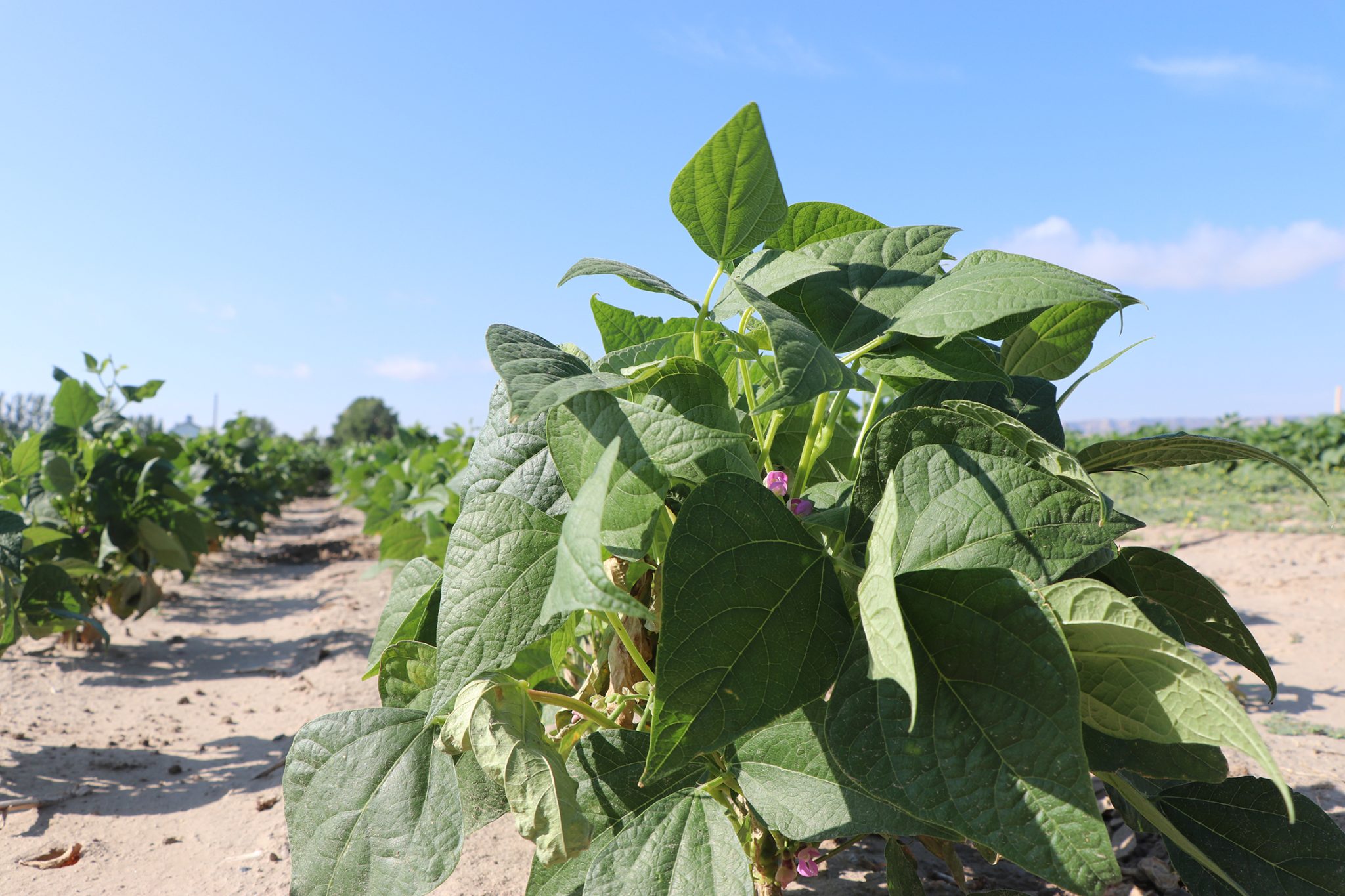 New markets and new directions for dry beans at NDBGA annual meeting ...