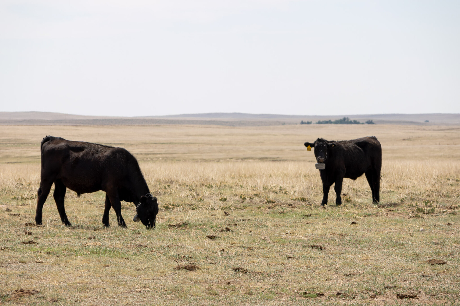 Can virtual fencing revolutionize cattle grazing? | TheFencePost.com