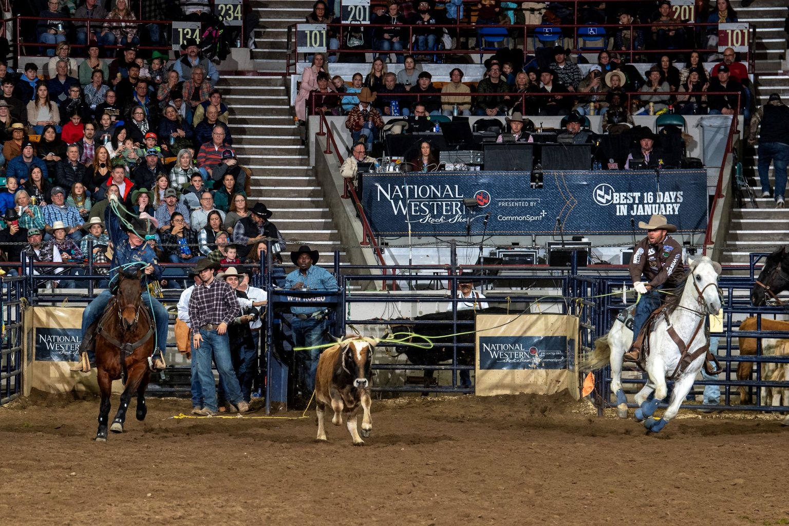Team ropers shine bright at National Western Stock Show Rodeo ...
