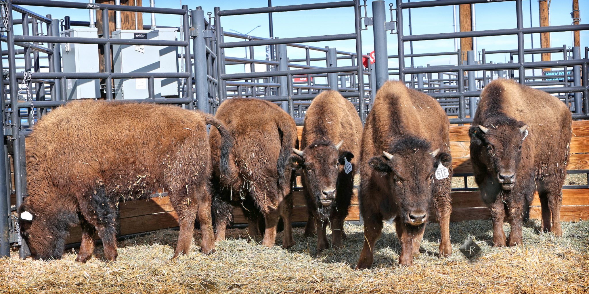 Over 100 top quality bison headed to the NWSS | TheFencePost.com