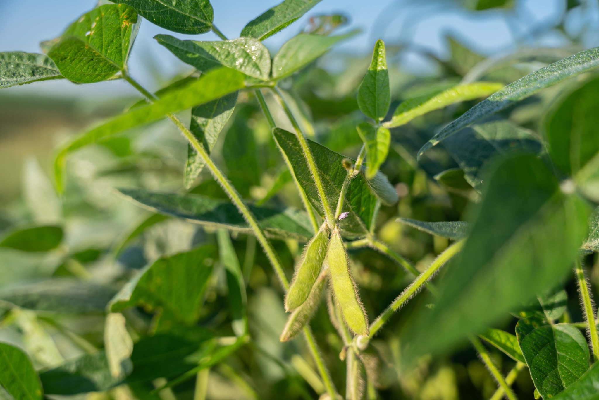 Soybean growers to USDA: Resume Climate-Smart Partnership payments ...