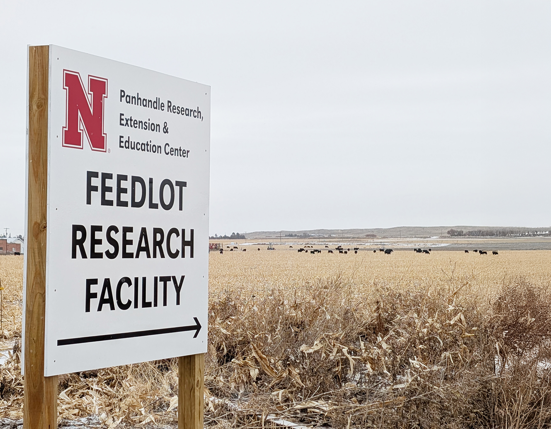 PREEC feedlot closes temporarily to align with Panhandle beef industry ...