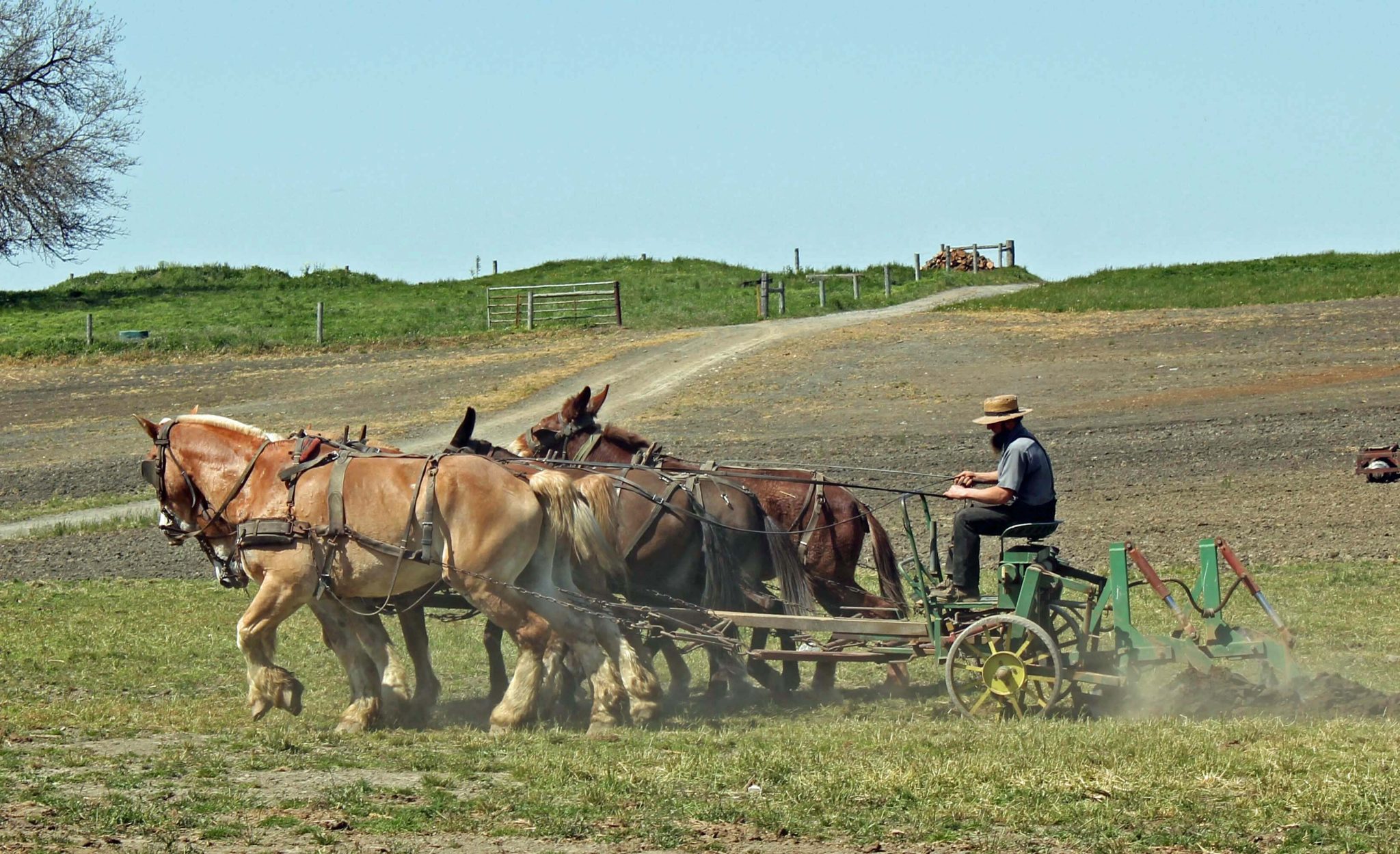 The mule: A versatile hybrid | TheFencePost.com