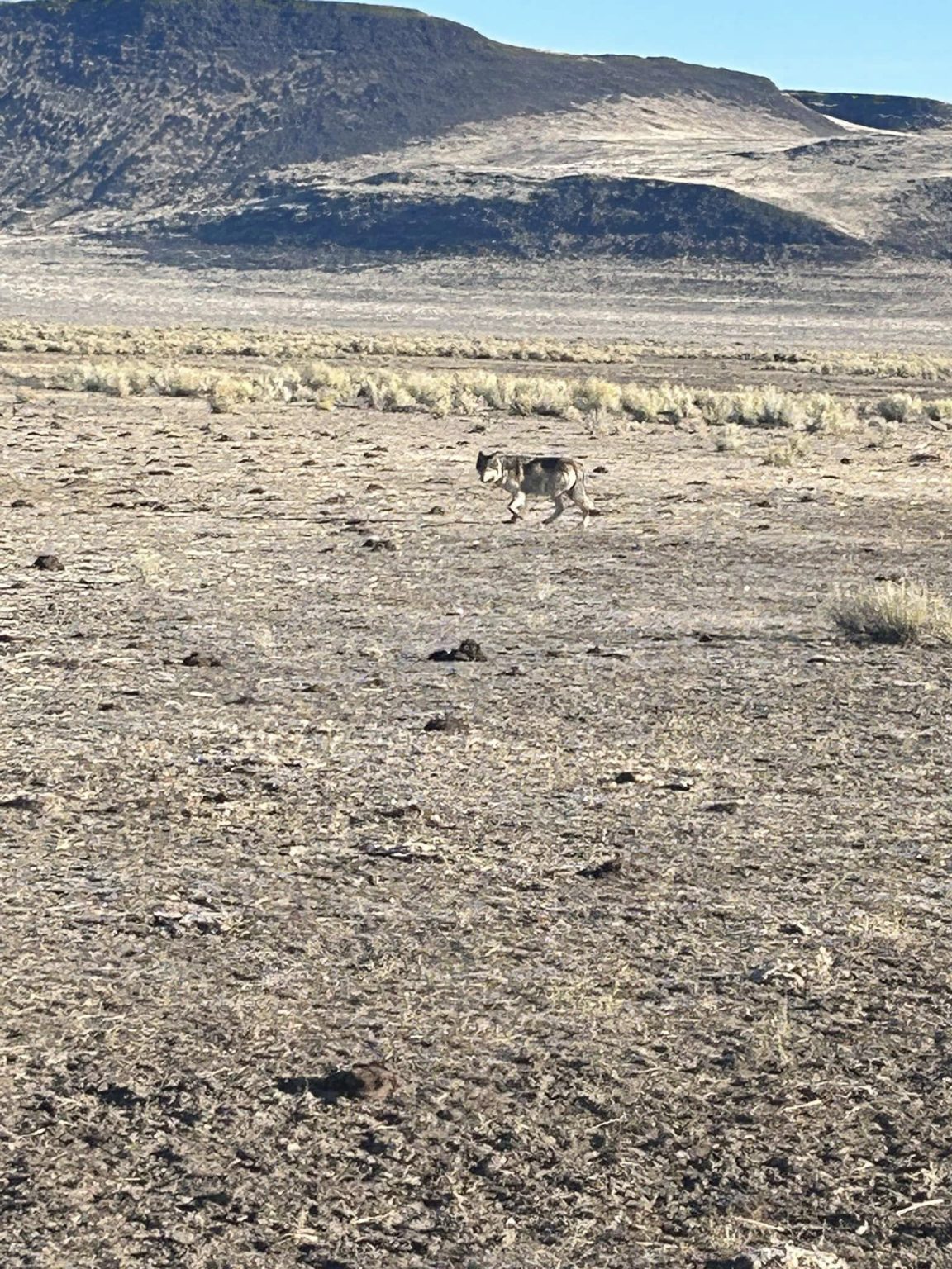 Livestock depredations by a wolf prompt emergency declaration in Oregon ...