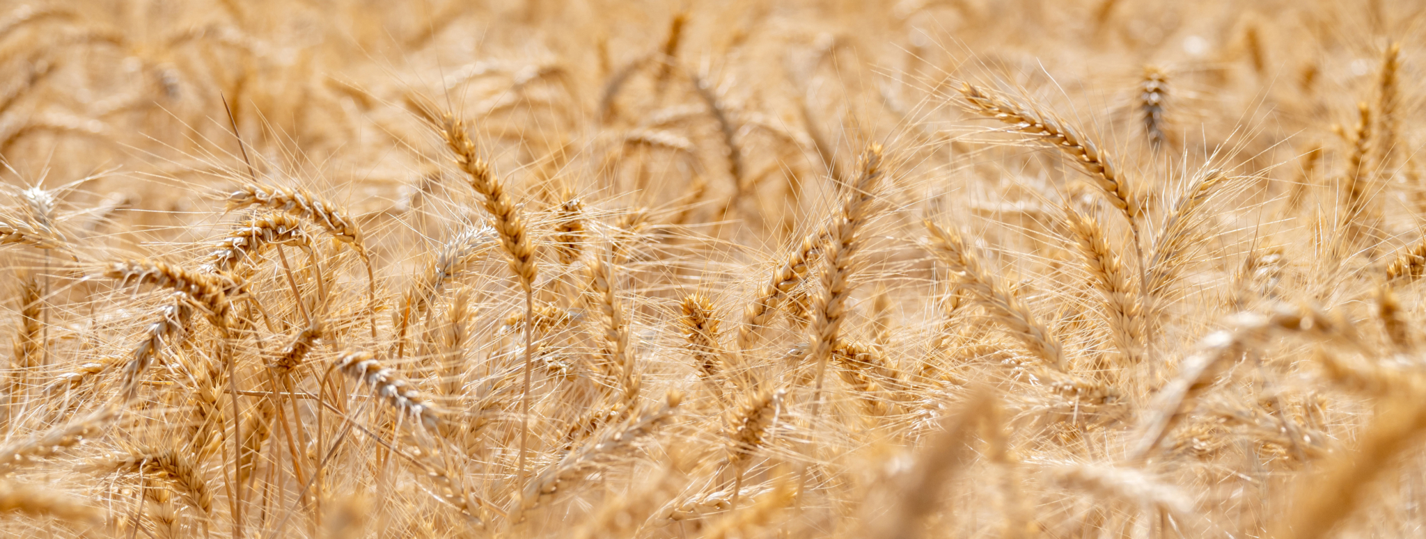 Alternative falling number measurement tested by Wheat Marketing Center ...