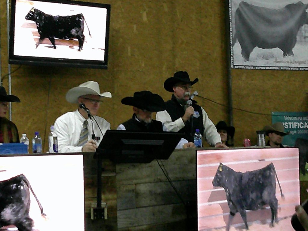 Stevenson Angus | TheFencePost.com