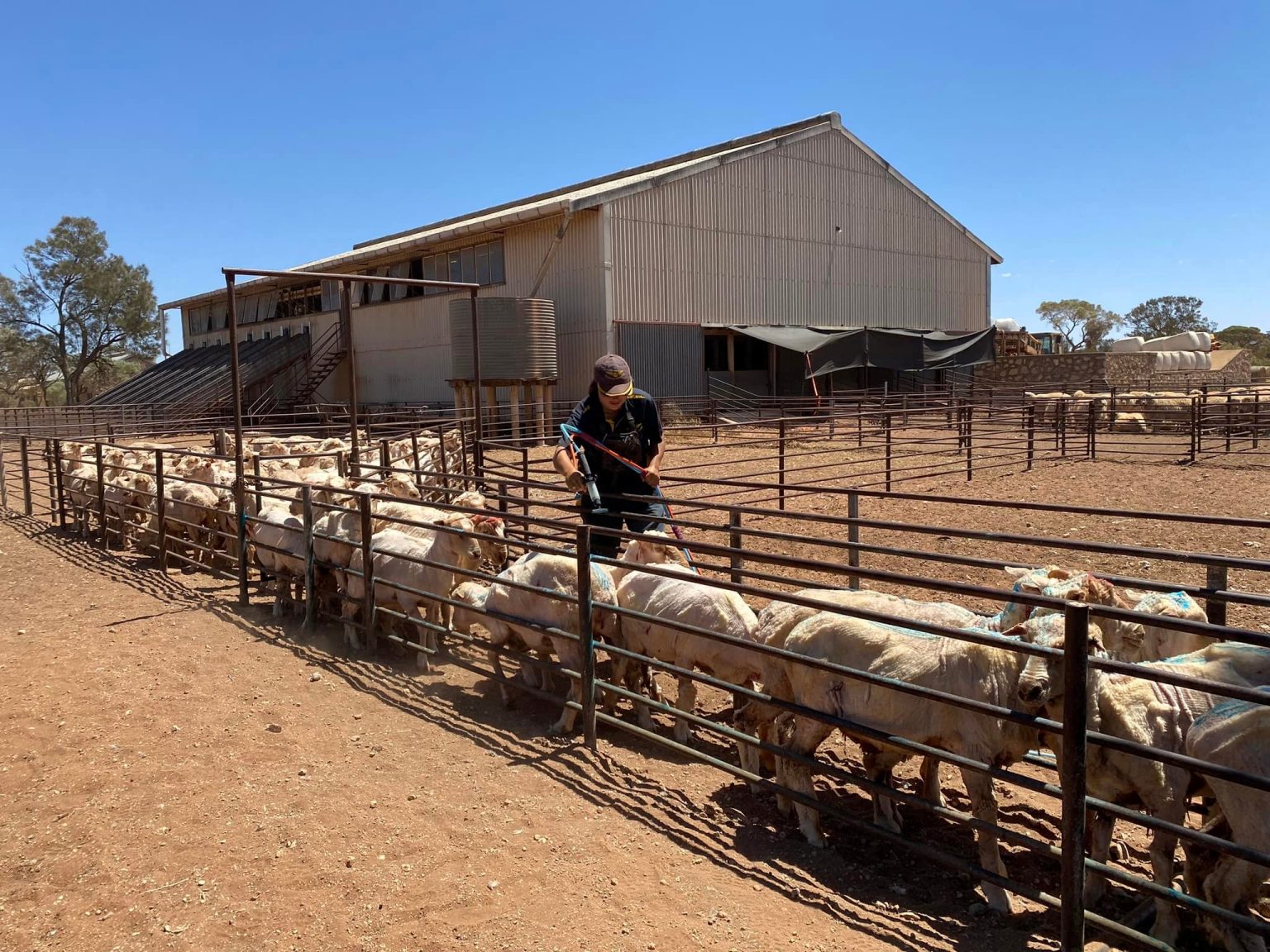 World’s largest sheep farm in Australia sold to UK investment group ...